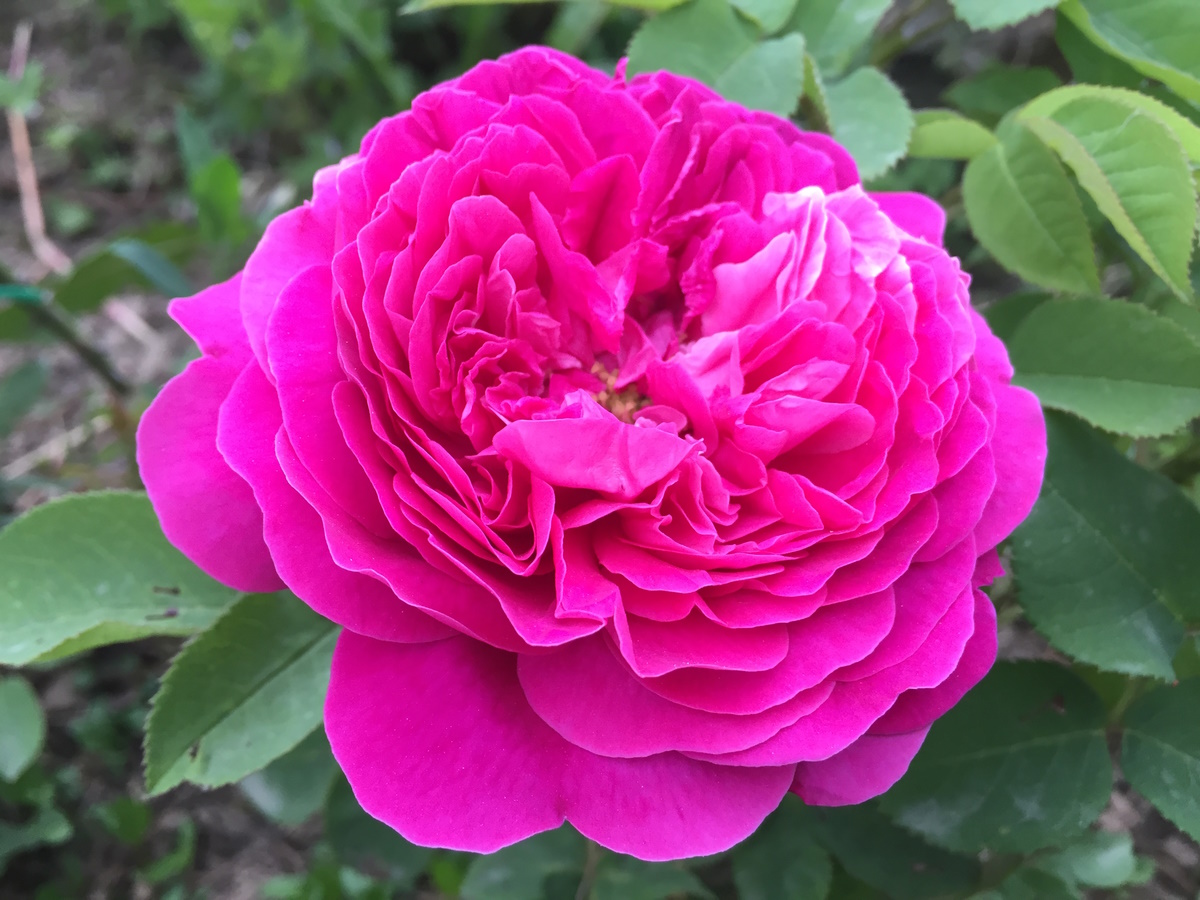 Busalla, nel fine settimana torna la Festa delle Rose - 104 News
