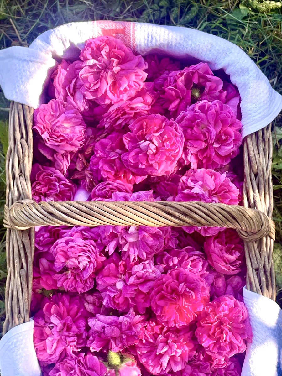 "Festa delle Rose – Busalla è un fiore", appuntamento l'8 e il 9 giugno ...